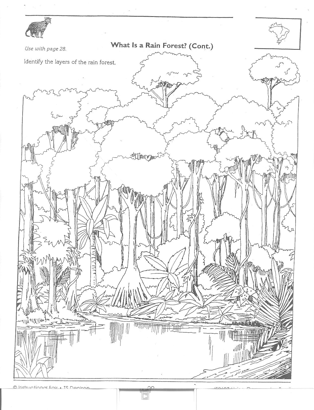 The Rainforest Layers Of The Rainforest Worksheet
